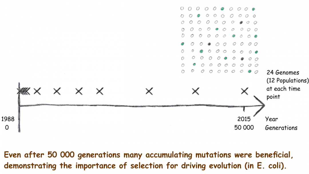 The course of evolution