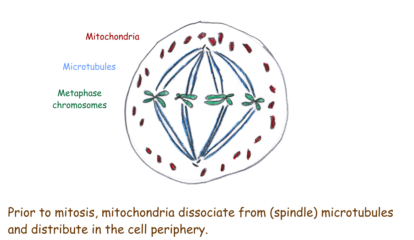Mitochondrial distribution during mitosis - Scivit News
