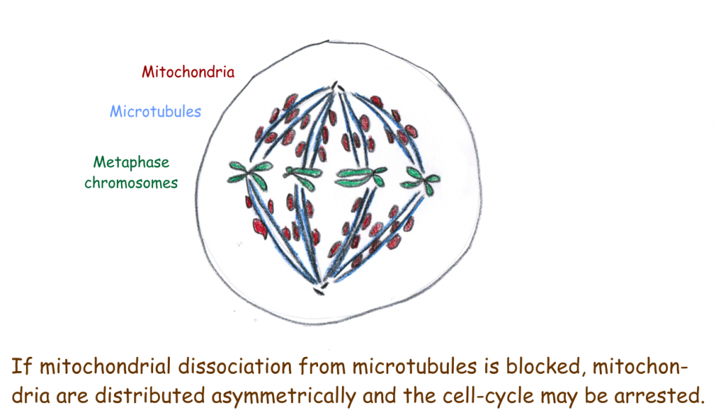 Mitochondrial distribution during mitosis - Scivit News