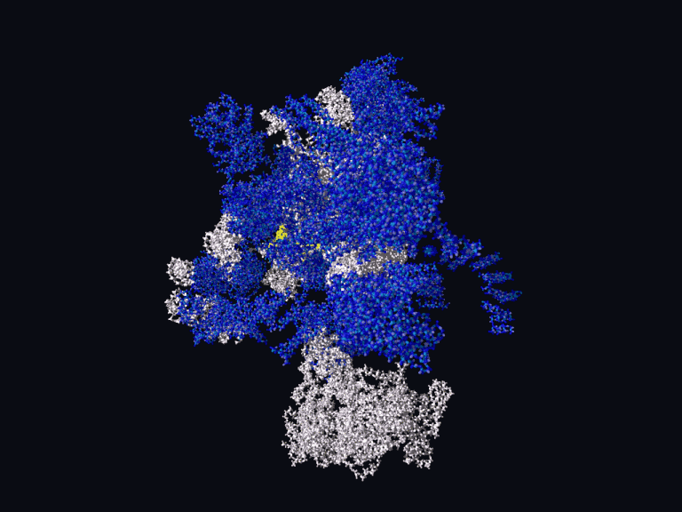 A spliceosome from Saccharomyces cerevisiae - Scivit News