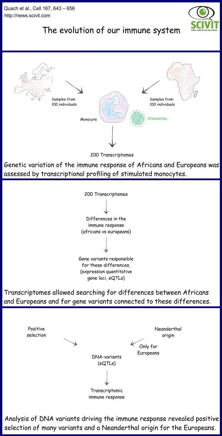 The evolution of our immune system - Scivit News